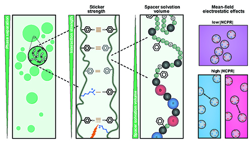 Understanding Phase Separation Could Impact Treatment Of